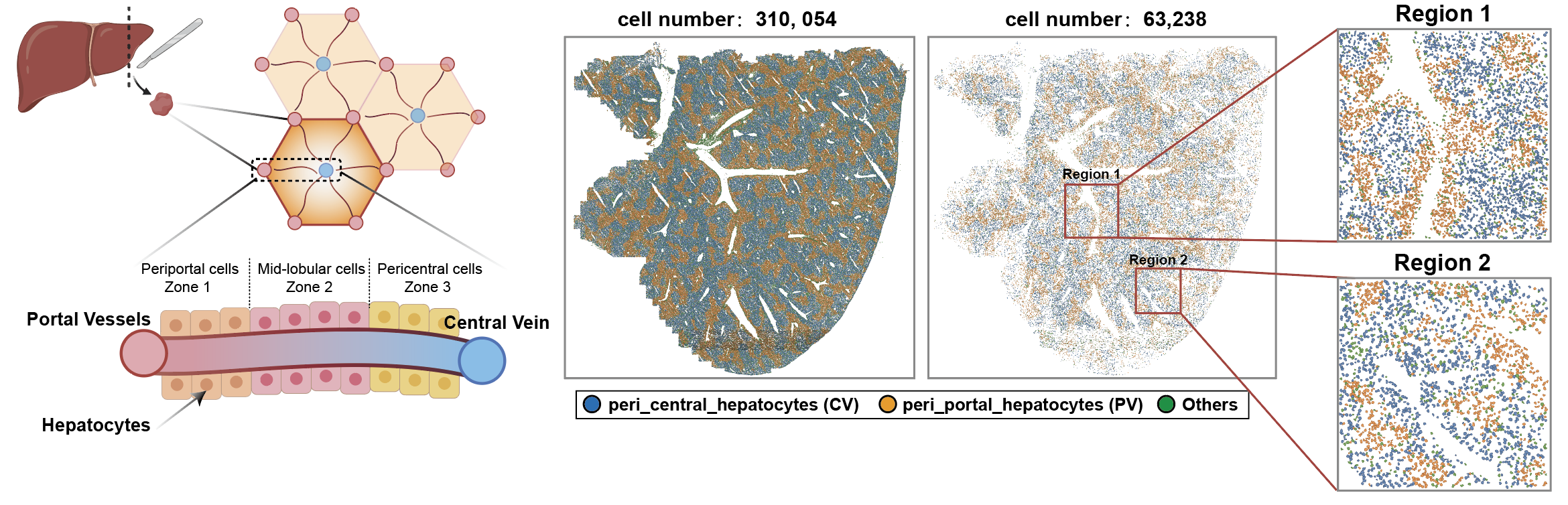 06_MERFISH_liver — GRASP v1 documentation
