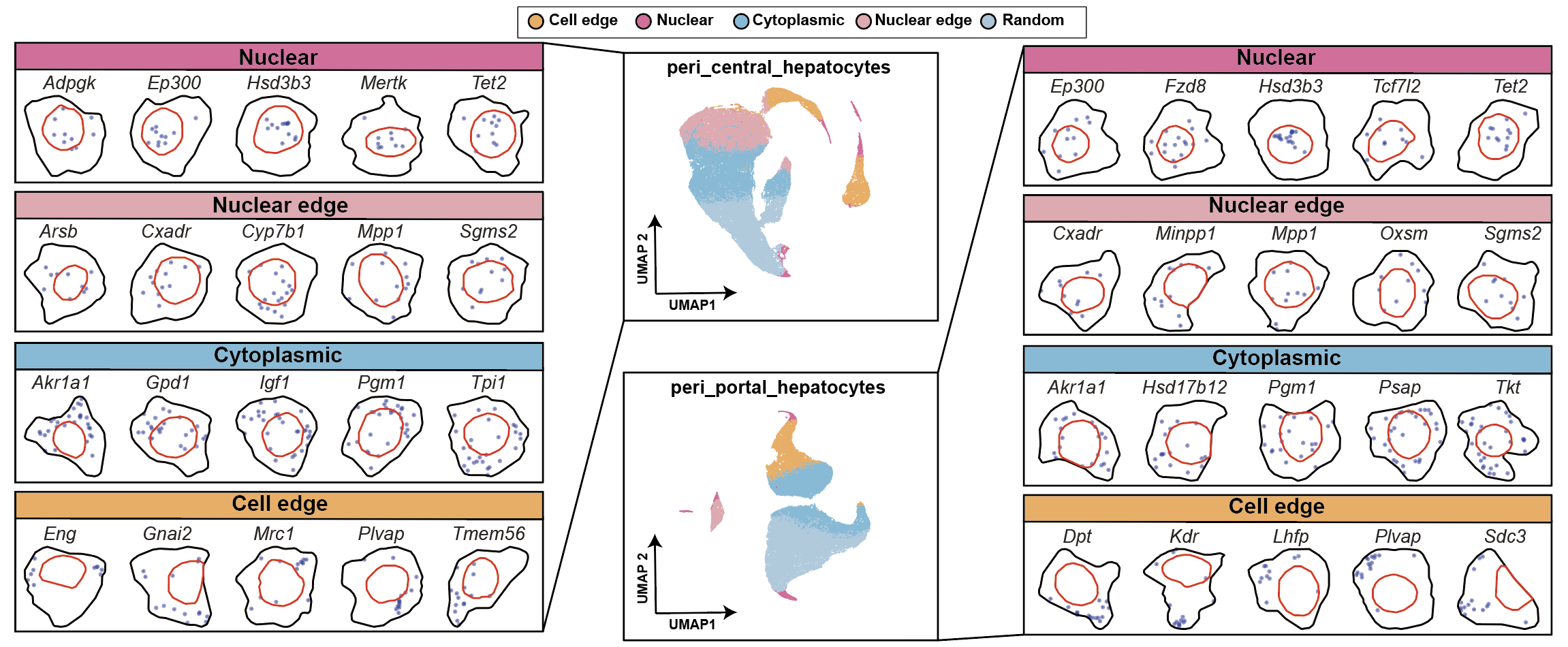 06_MERFISH_liver — GRASP v1 documentation